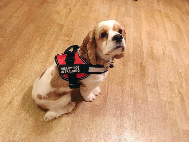 What My Pets and Child Have Taught Me About Life | Living My Full Life